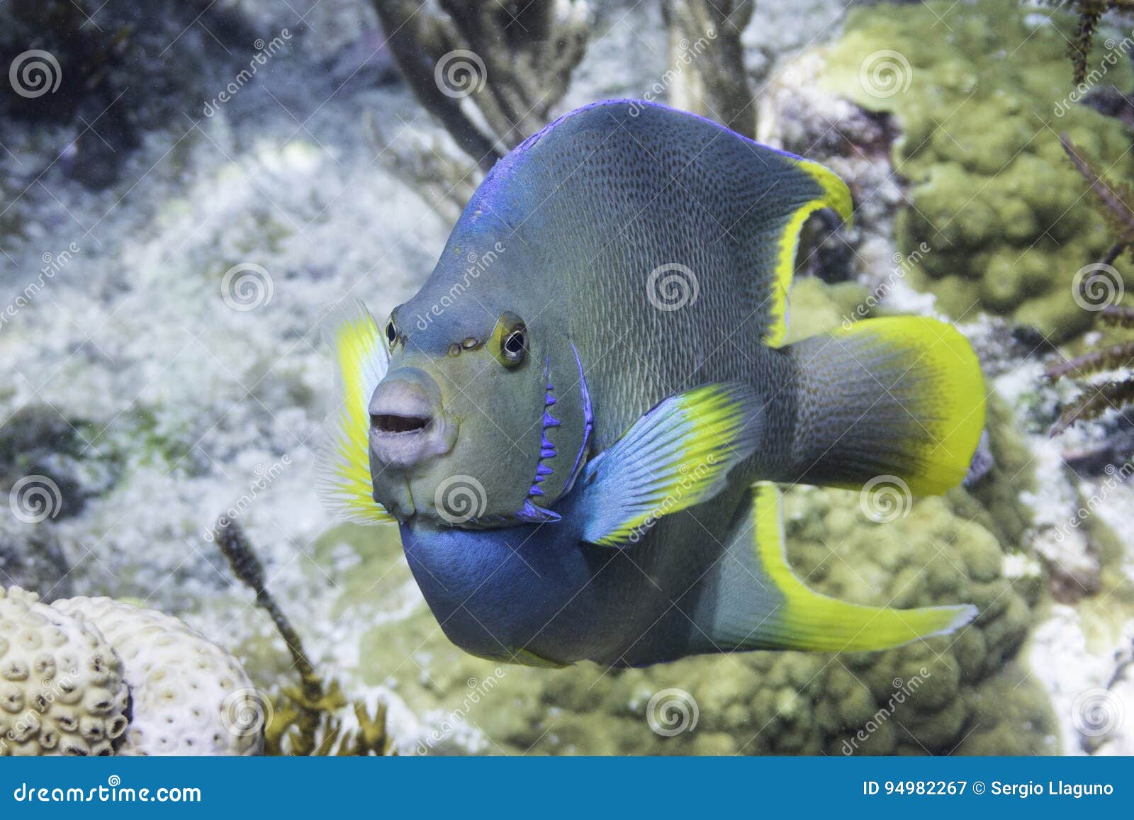Blue Angelfish Stock Photography | CartoonDealer.com #28382222