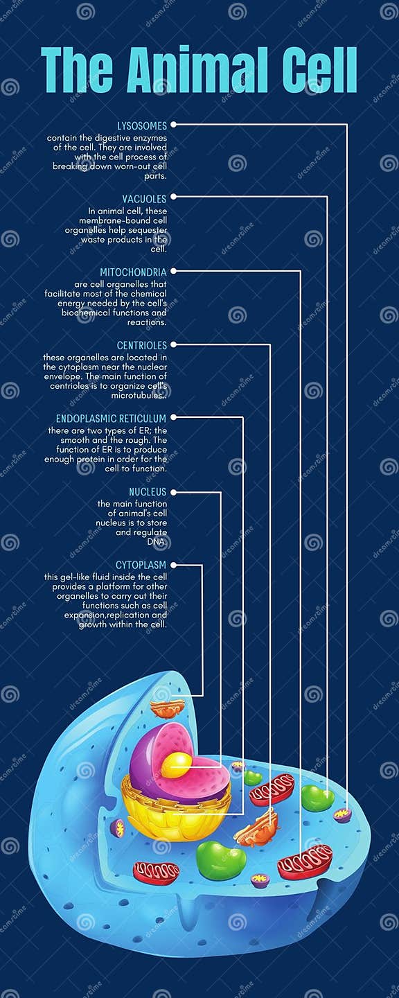 Blue the Animal Cell Infographic Stock Illustration - Illustration of ...