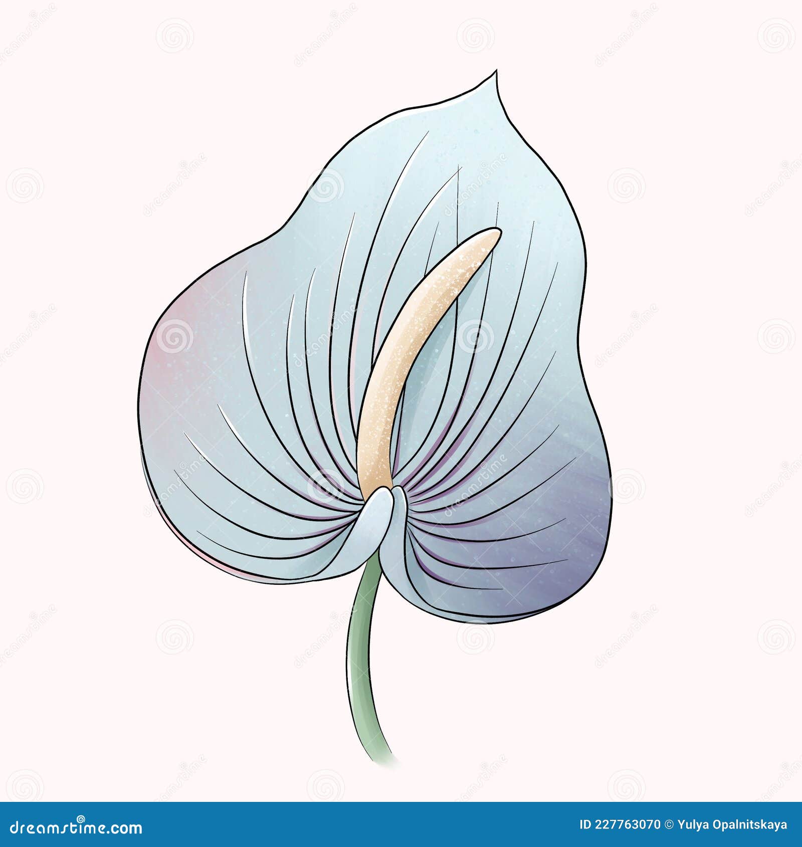 Blue Anthurium Flower Isolated on White Stock Photo - Image of leaf ...