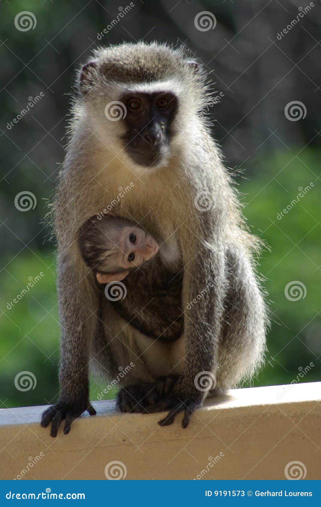 Blue Apes stock image. Image of travel, jungle, carry - 9191573