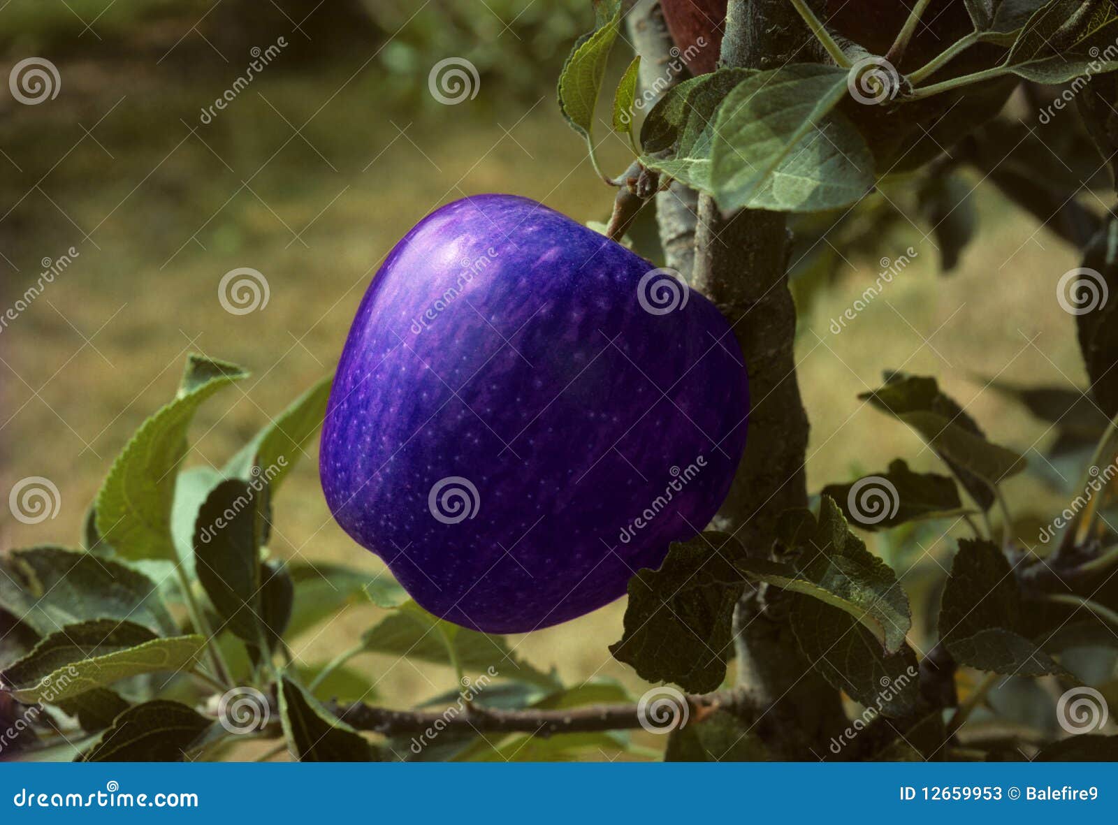 Blue apple on a tree stock image. Image of nature, agricultural - 12659953