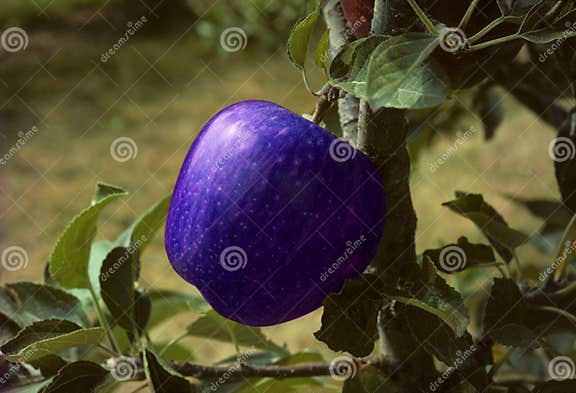 Blue apple on a tree stock image. Image of nature, agricultural - 12659953