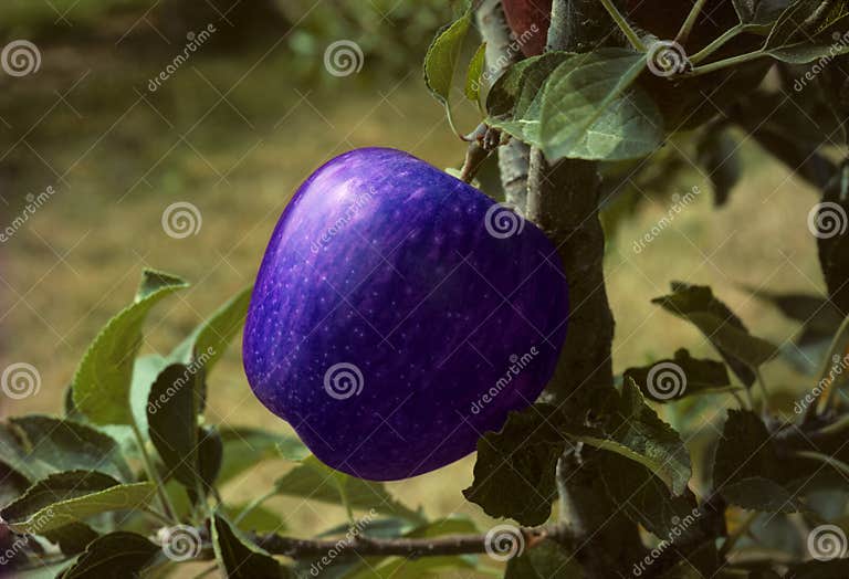 Blue apple on a tree stock image. Image of nature, agricultural - 12659953