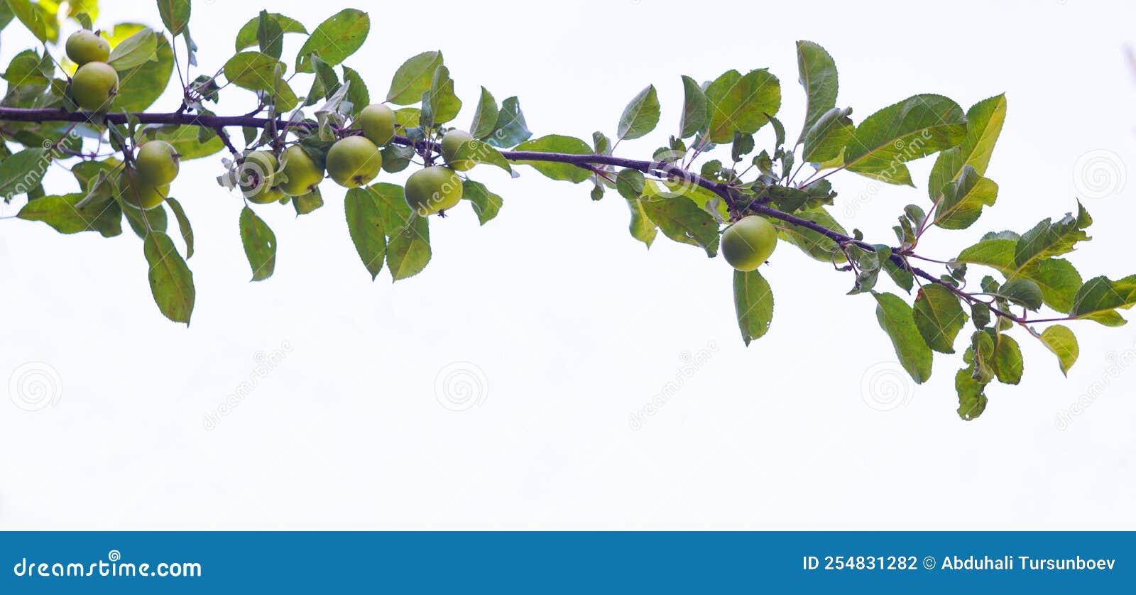 A blue apple on a tree stock photo. Image of plant, healthy - 254831282