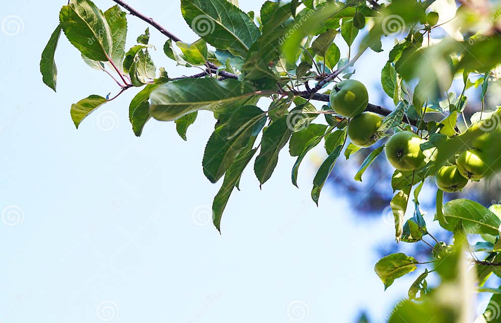 A blue apple on a tree stock photo. Image of natural - 254831540