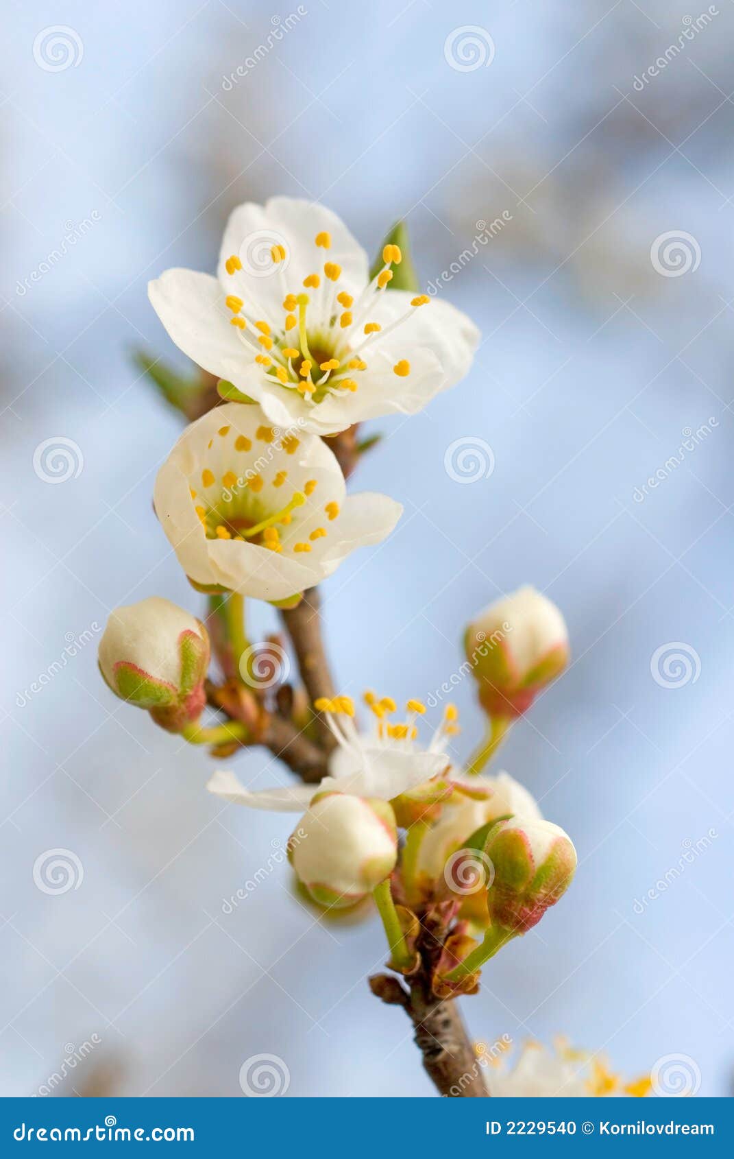 Blue april stock photo. Image of plants, flora, april - 2229540