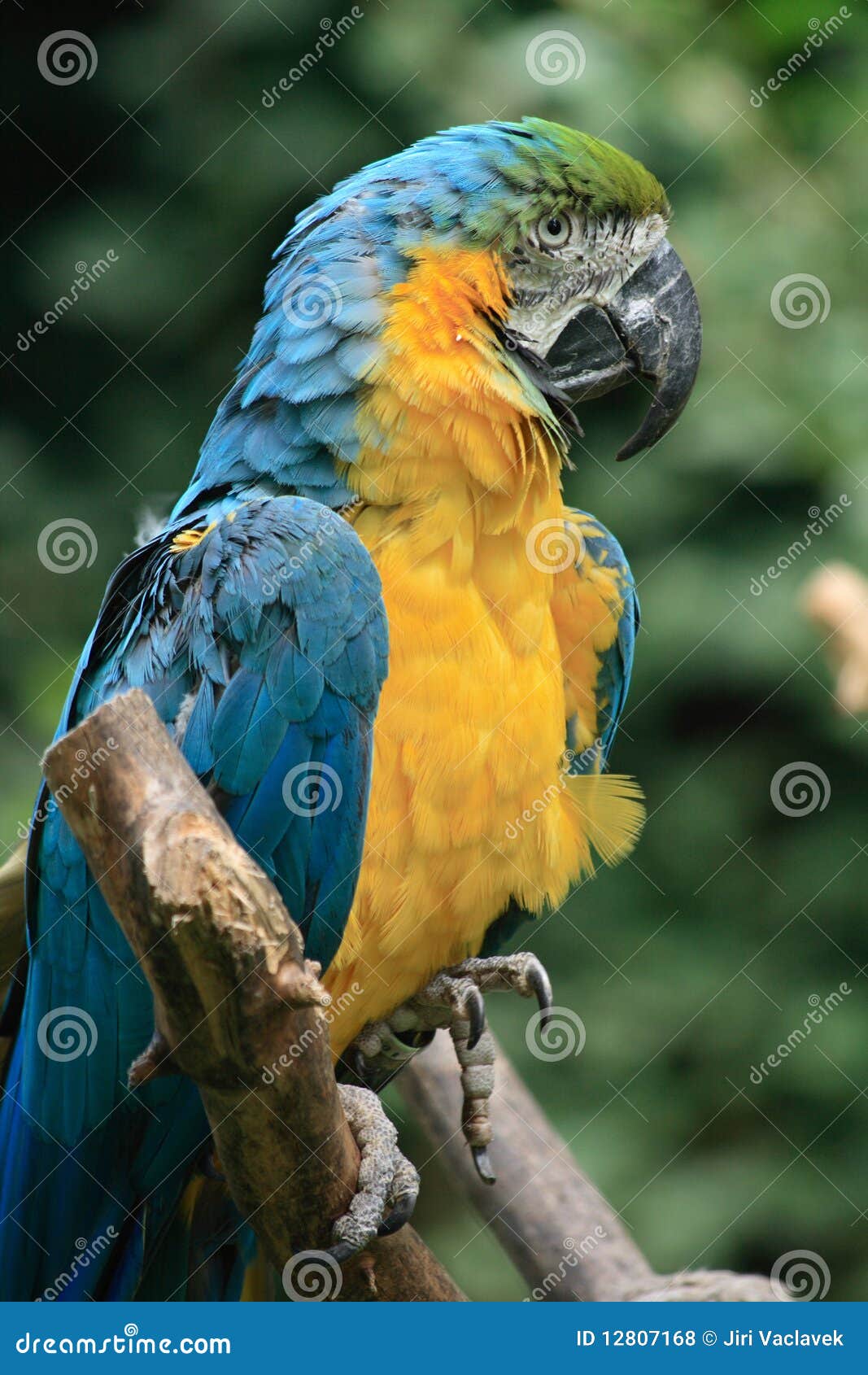 Blue ara bird stock photo. Image of front, bird, walking - 12807168
