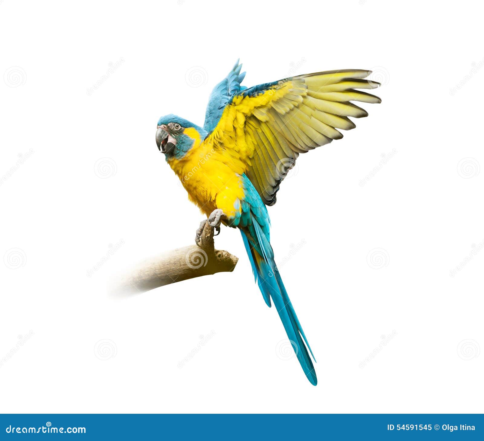 Blue Ara Isolated on White with Fly Opened Wings Stock Image - Image of ...