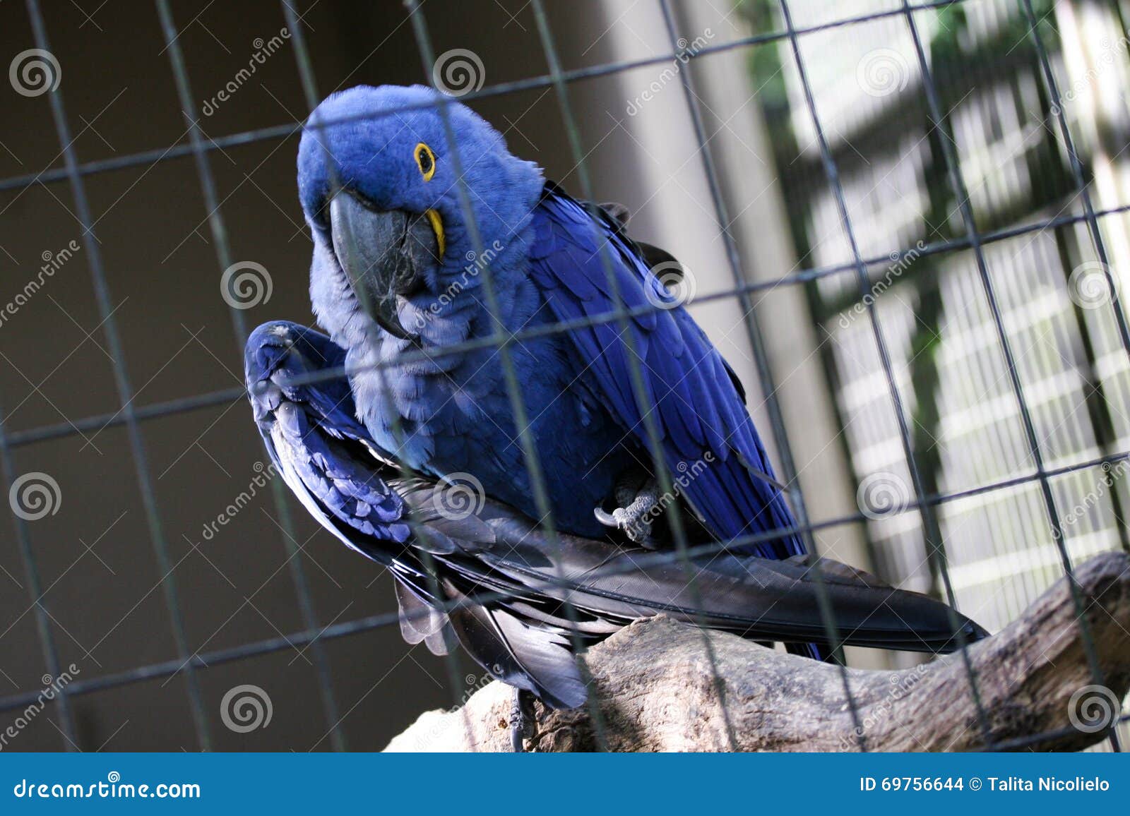 Blue arara alone in cage stock photo. Image of south - 69756644