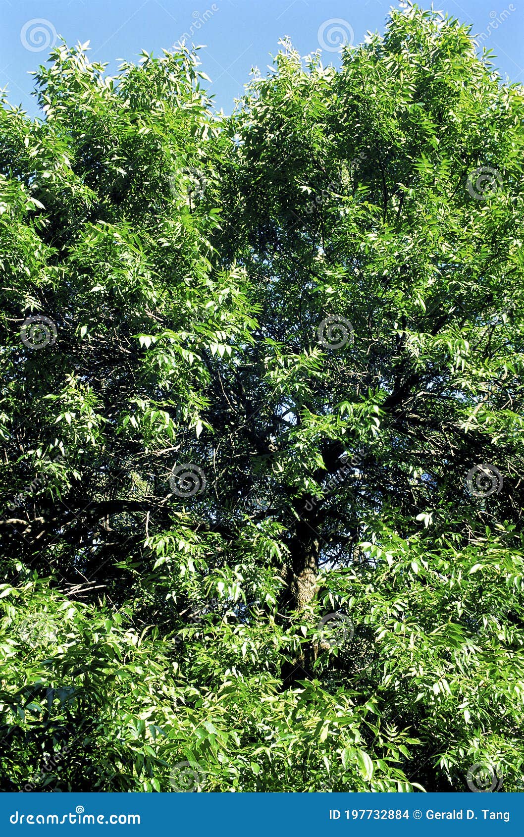 Blue Ash 52633 stock photo. Image of nature, growing - 197732884