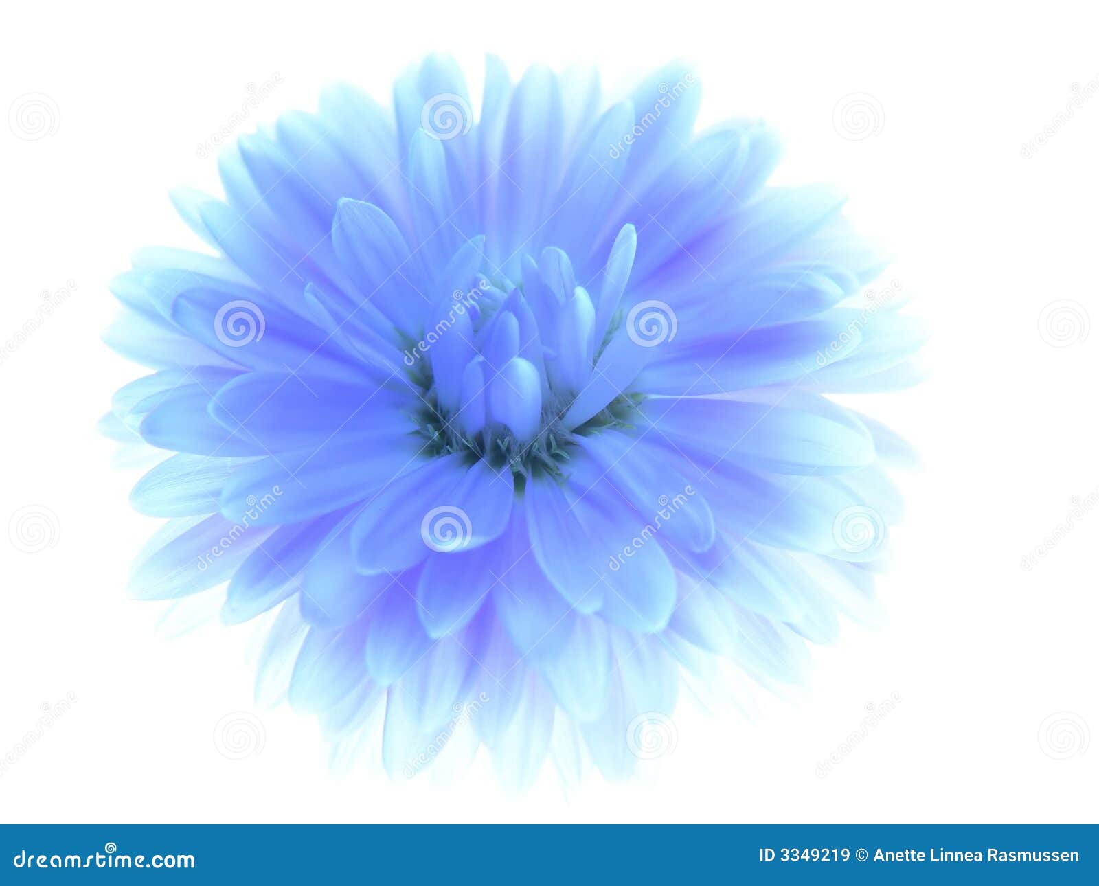 Blue aster stock image. Image of summer, background, bloom - 3349219