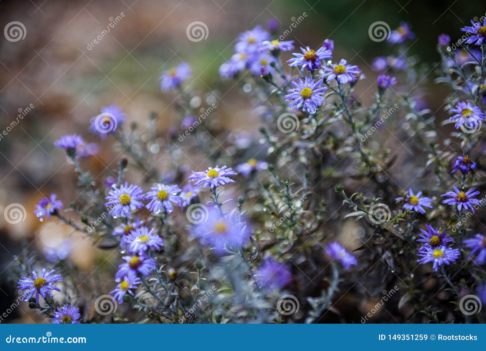 Blue aster flowers stock image. Image of grow, autumn - 149351259
