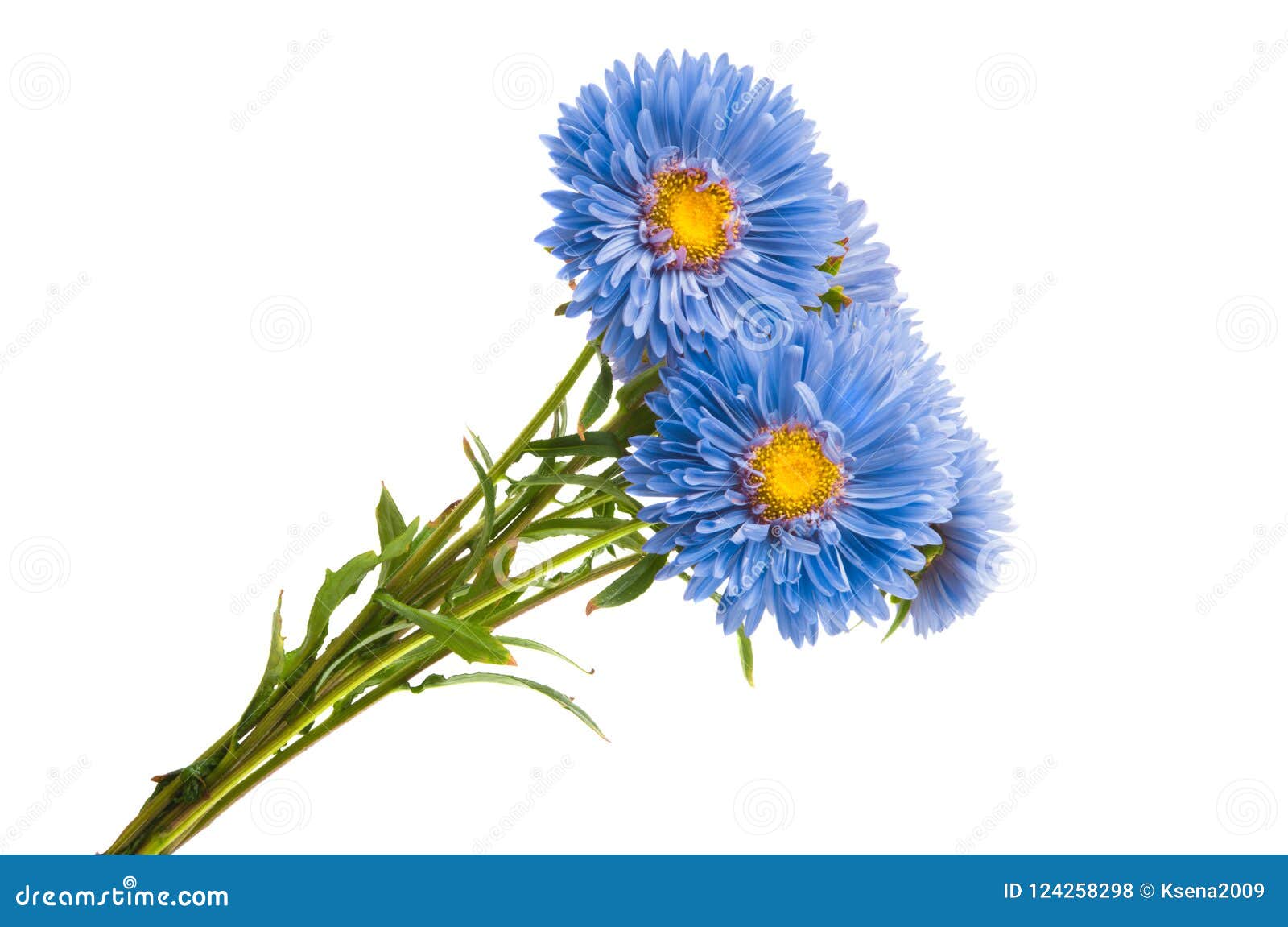 Blue aster isolated stock photo. Image of beautiful - 124258298