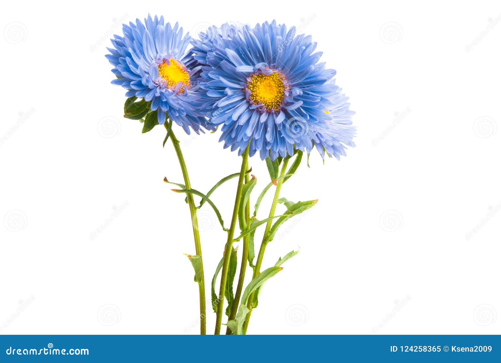 Blue aster isolated stock image. Image of garden, aster - 124258365