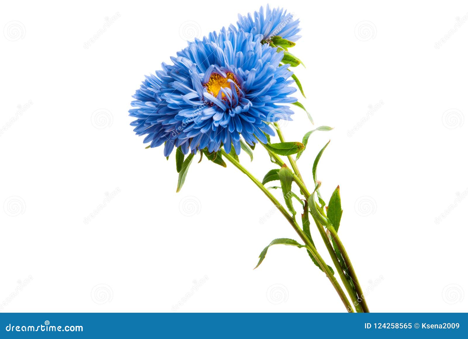 Blue aster isolated stock image. Image of summer, flower - 124258565