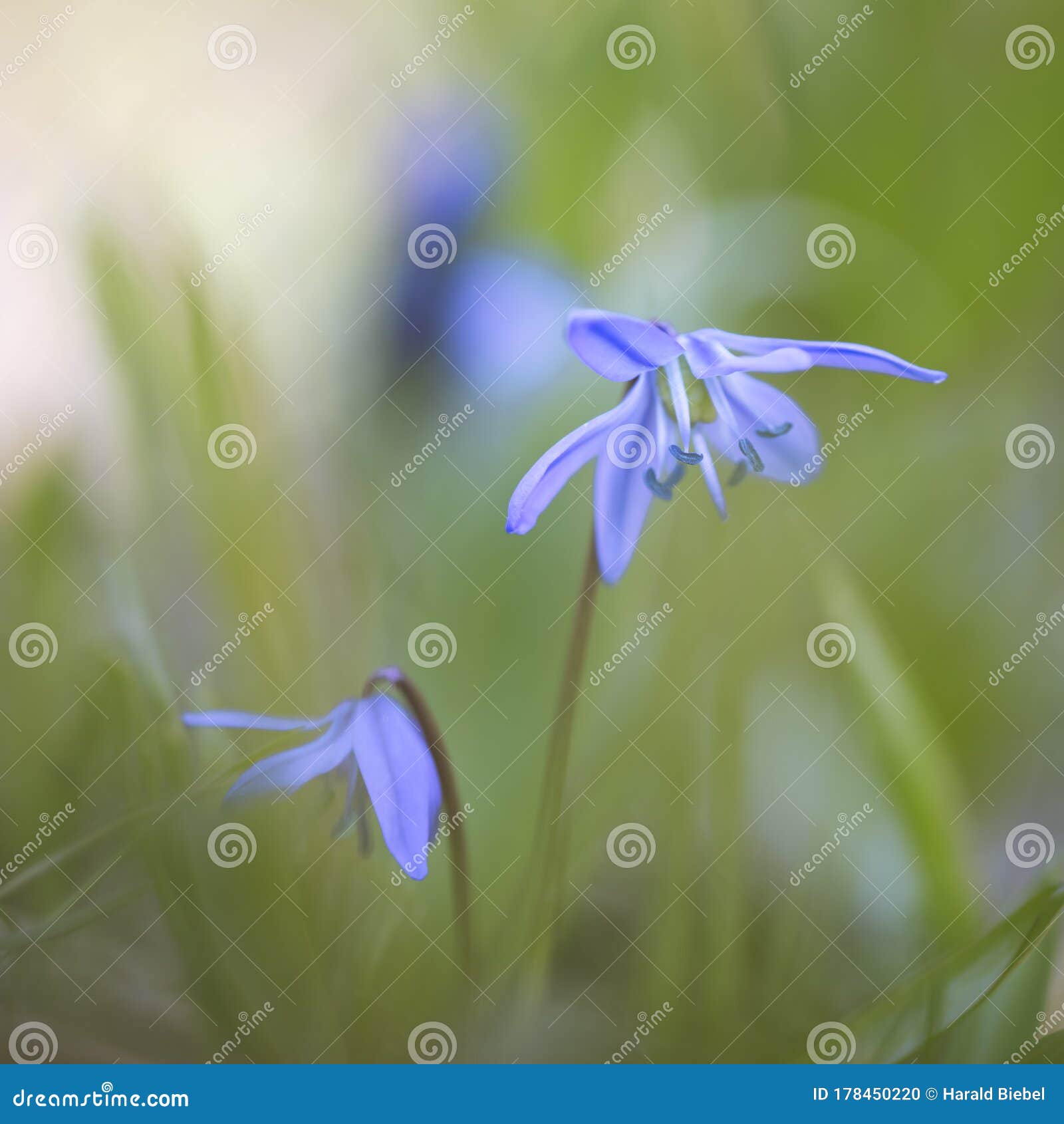 Blue Asterisk Scilla in the Garden Stock Photo - Image of scilla ...