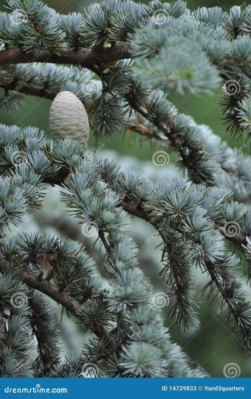 Blue Atlas Cedar stock image. Image of fronds, landscape - 14729833