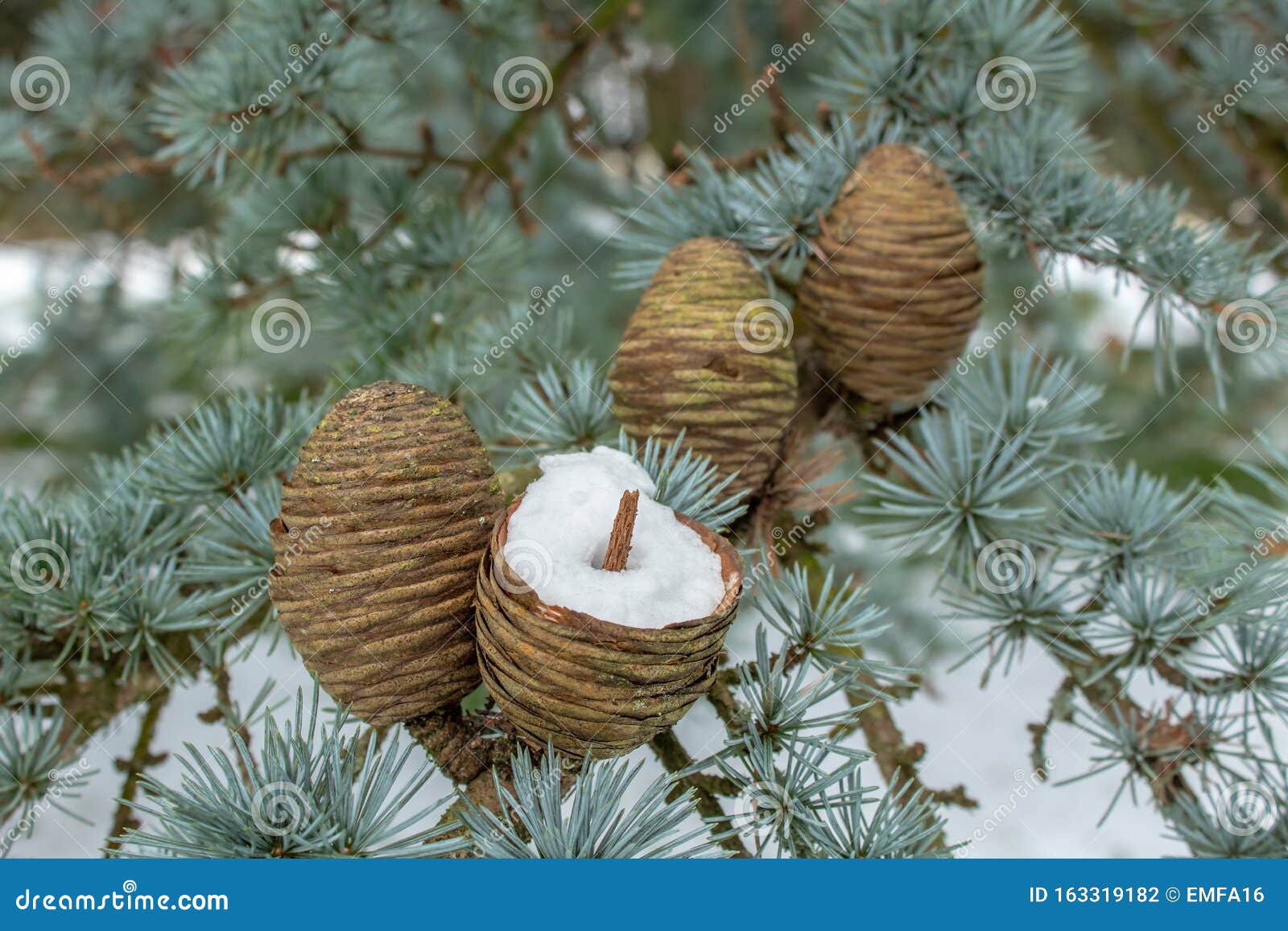 Blue Atlas Cedar Cones and Needles in the Snow Stock Photo - Image of ...
