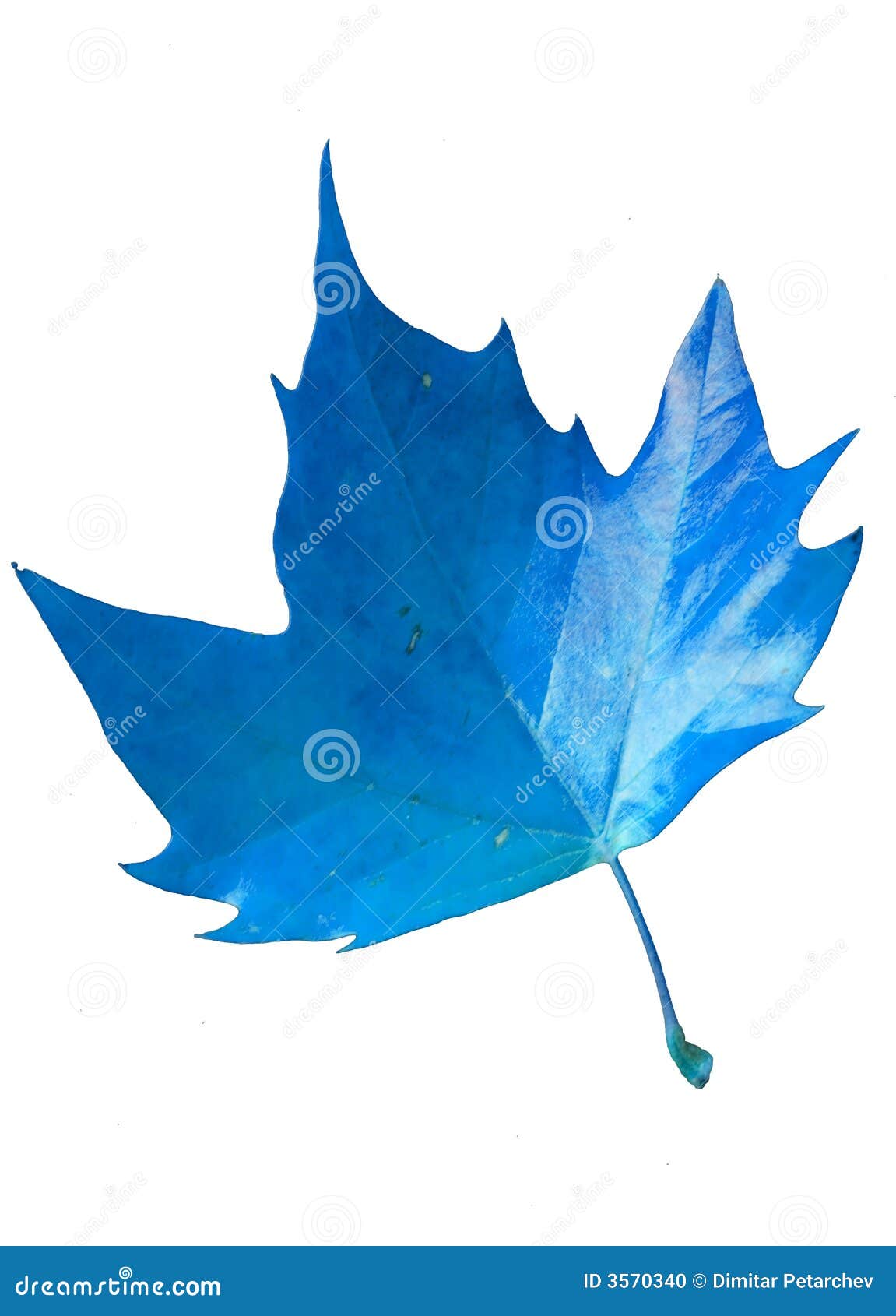 BLUE AUTUMN LEAF - ISOLATED Stock Photo - Image of yellow, tree: 3570340
