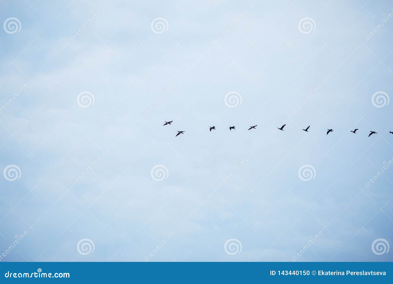 In the Blue Autumn Sky Flying Birds Flock in a Row Stock Photo - Image ...