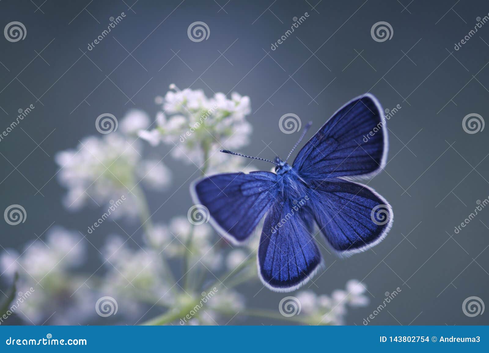 Blue Azure Butterfly on Flower Stock Photo - Image of flowers, pieris ...