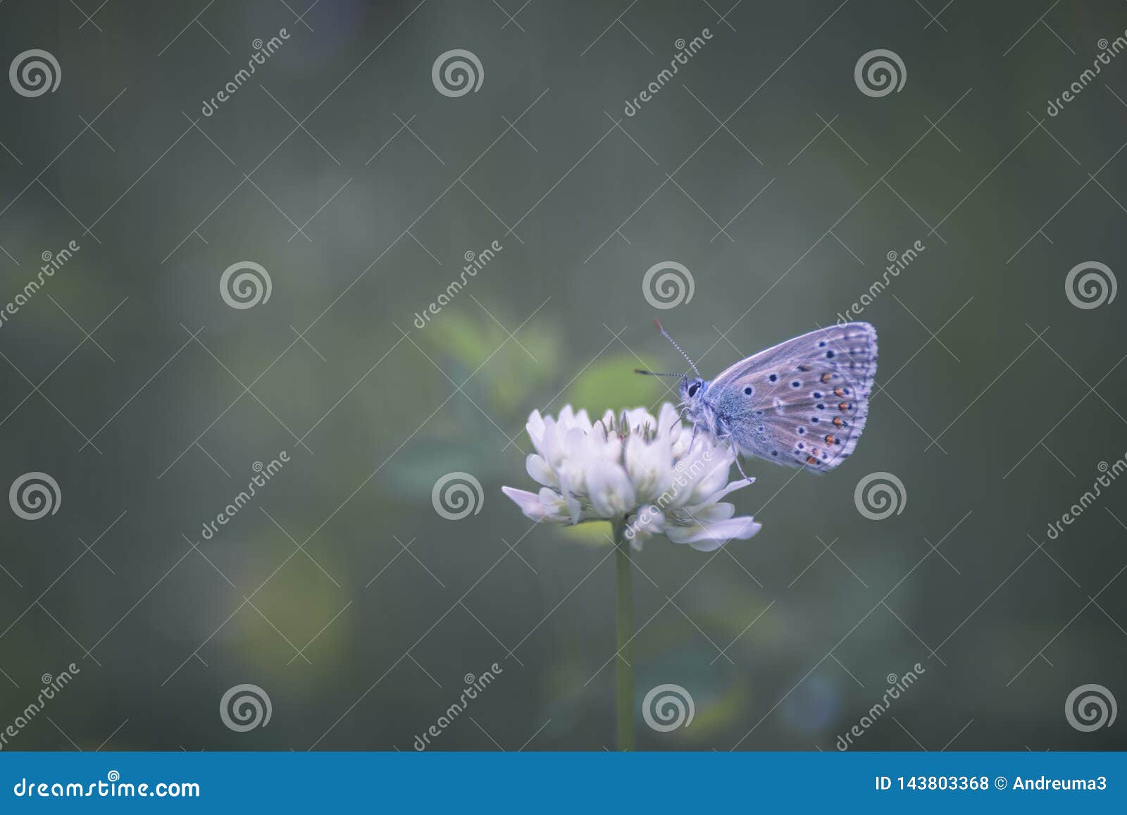 Blue Azure Butterfly on Flower Stock Photo - Image of moth, blade ...