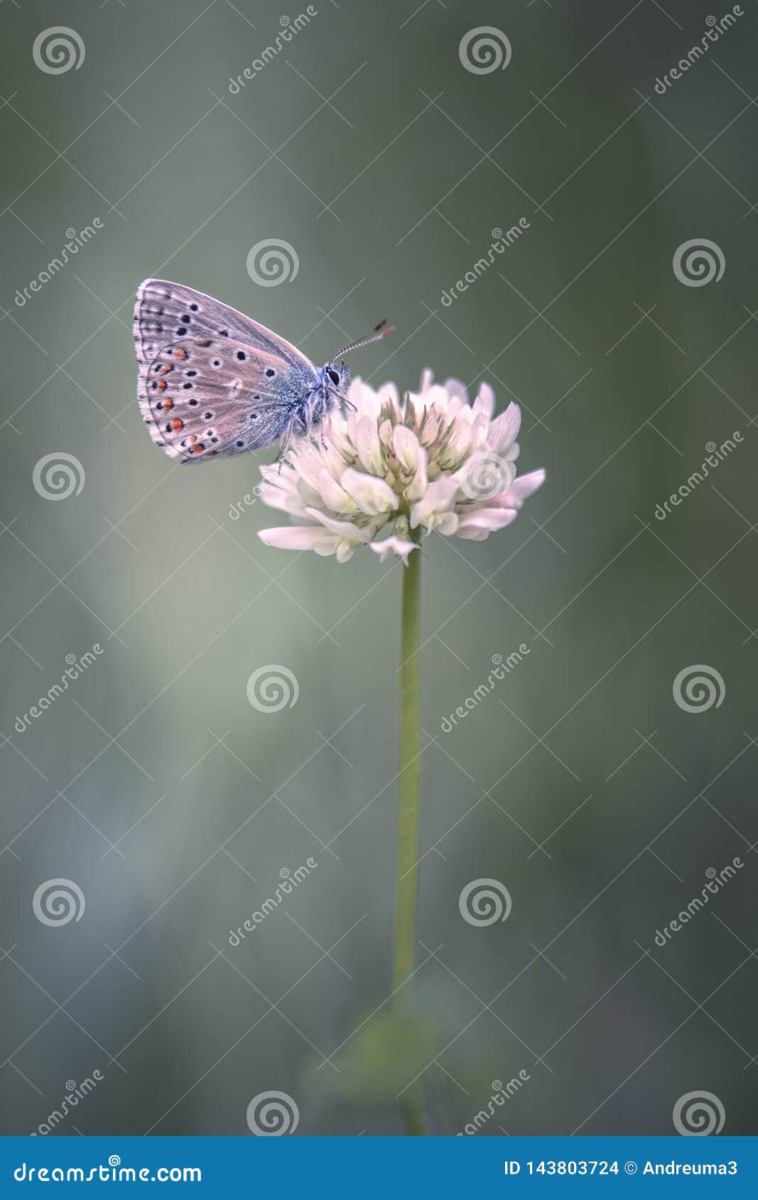 Blue Azure Butterfly on Flower Stock Photo - Image of garden, small ...