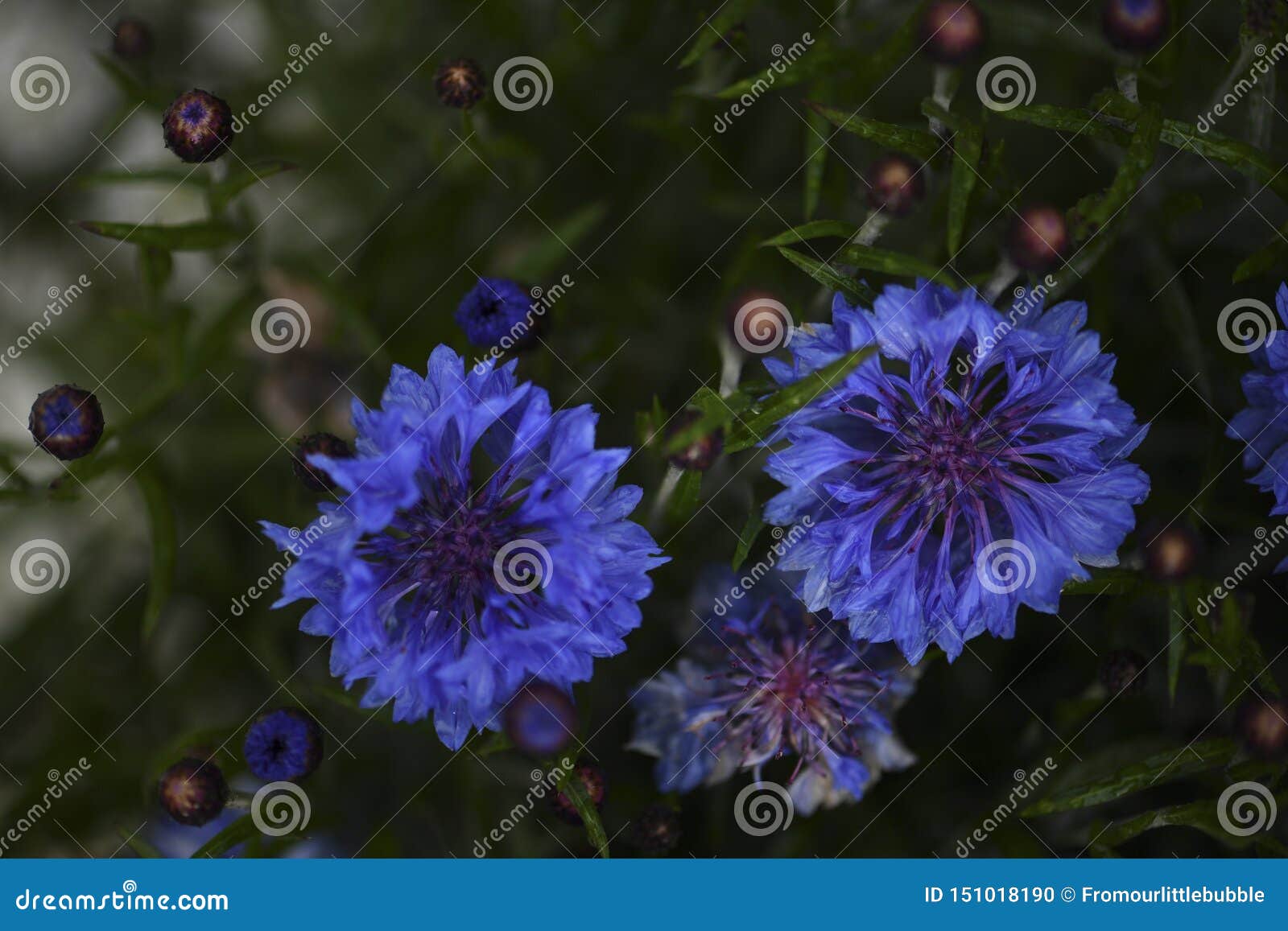 Blue Bachelor Button Flowers in Bloom Stock Photo - Image of macro ...