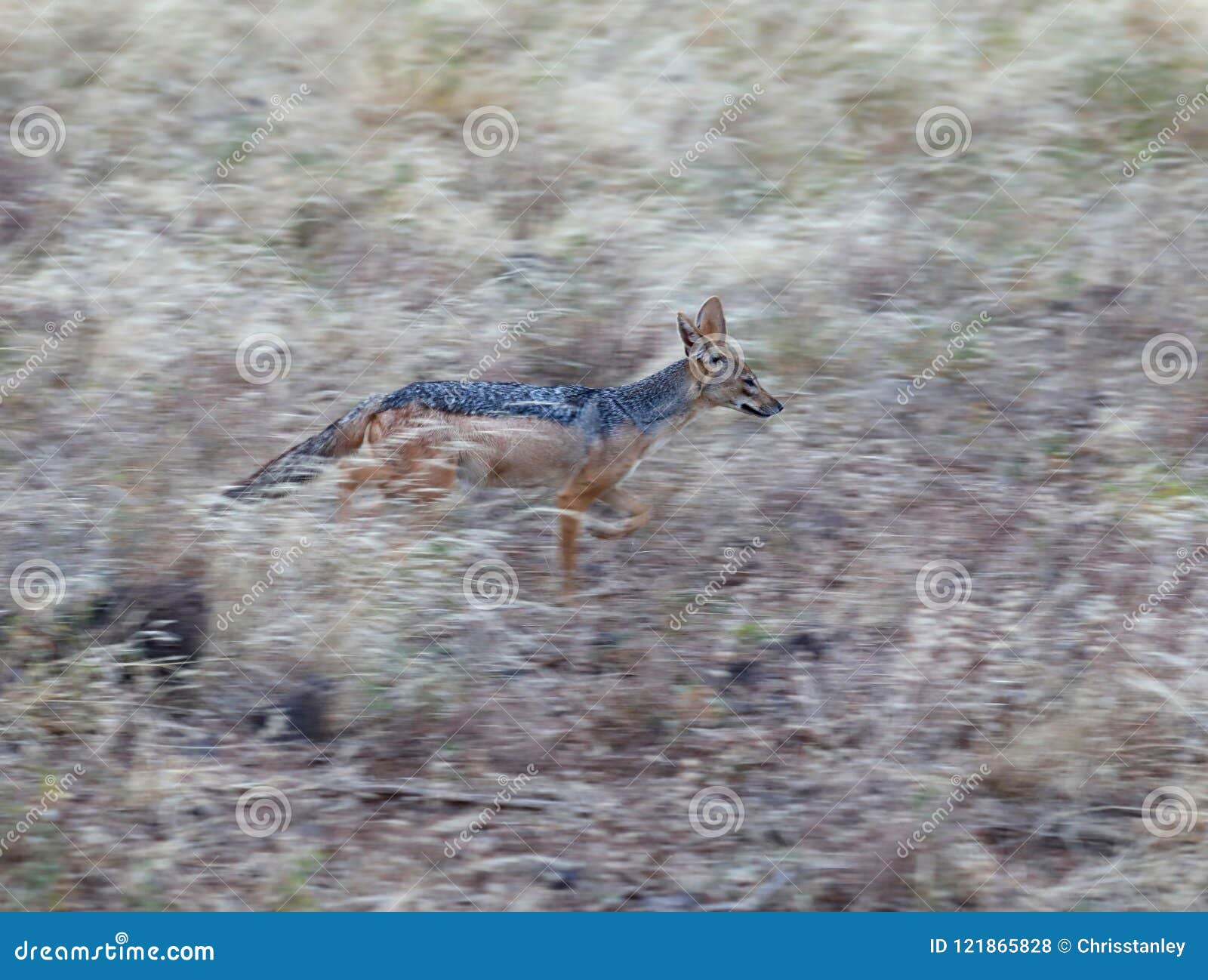 Blue Backed Jackal Running through the Grass Stock Photo - Image of ...