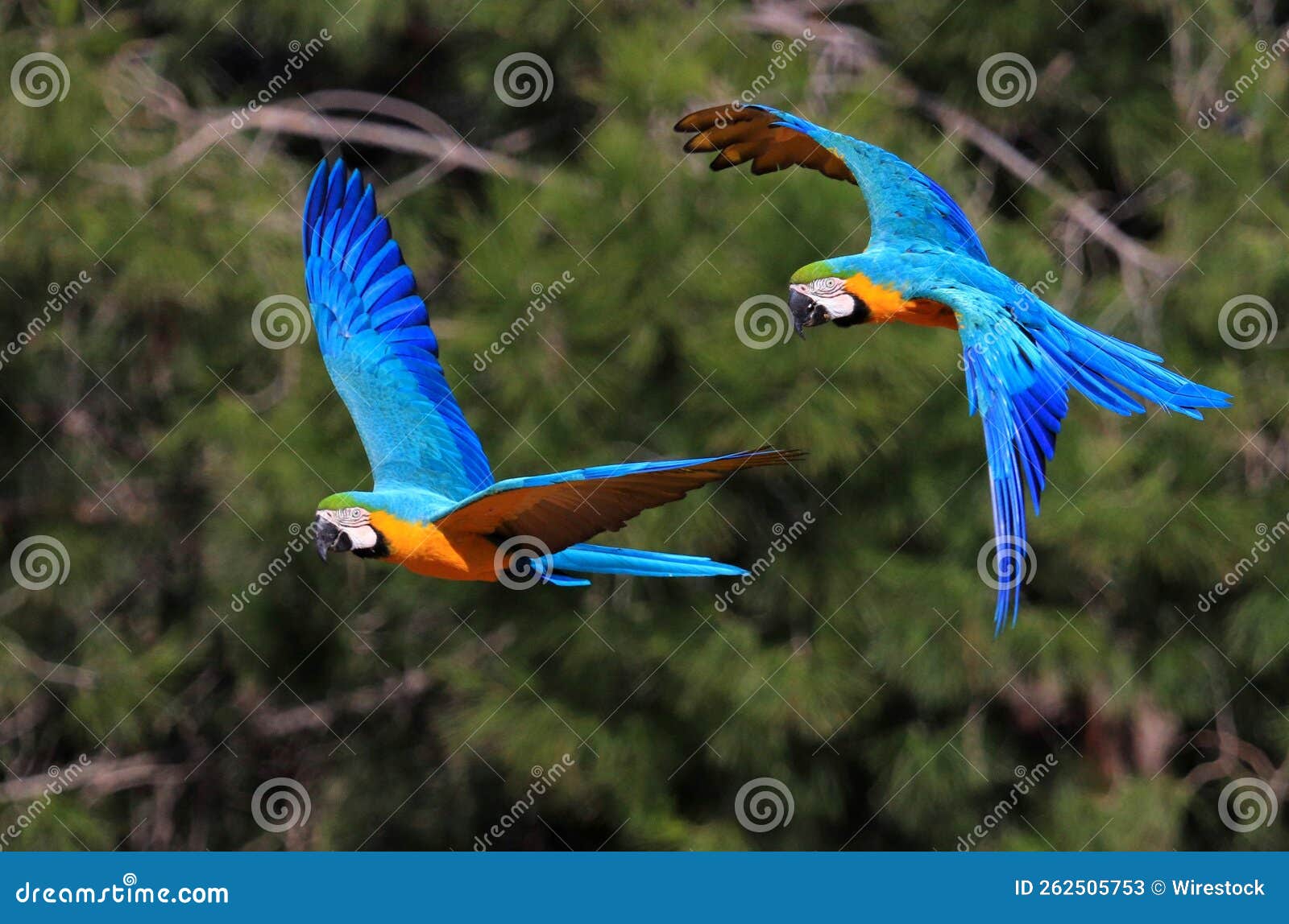 Blue-backed Parrots during Their Flight Stock Image - Image of flying ...