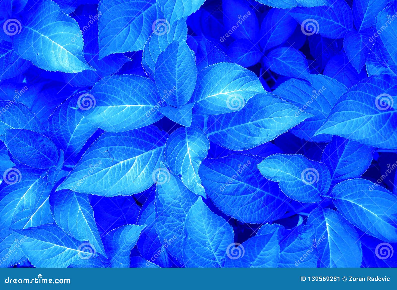 Blue Background. Blue Leaf Pattern. Stock Image - Image of neadle ...