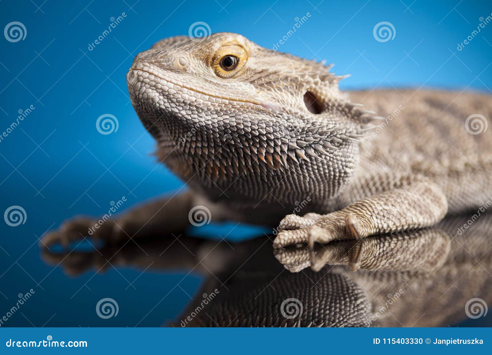 Blue Background, Pet, Lizard Bearded Dragon Stock Photo - Image of claw ...