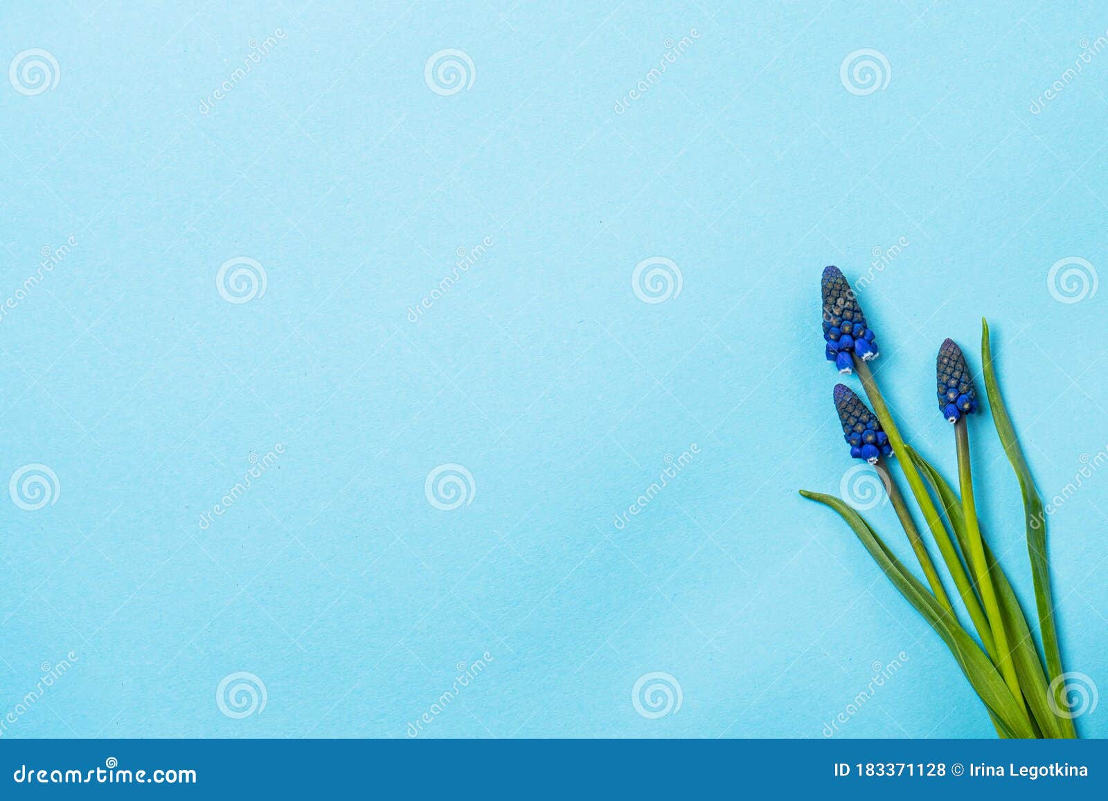 Blue Background for a Postcard with Flowers. Stock Photo - Image of ...