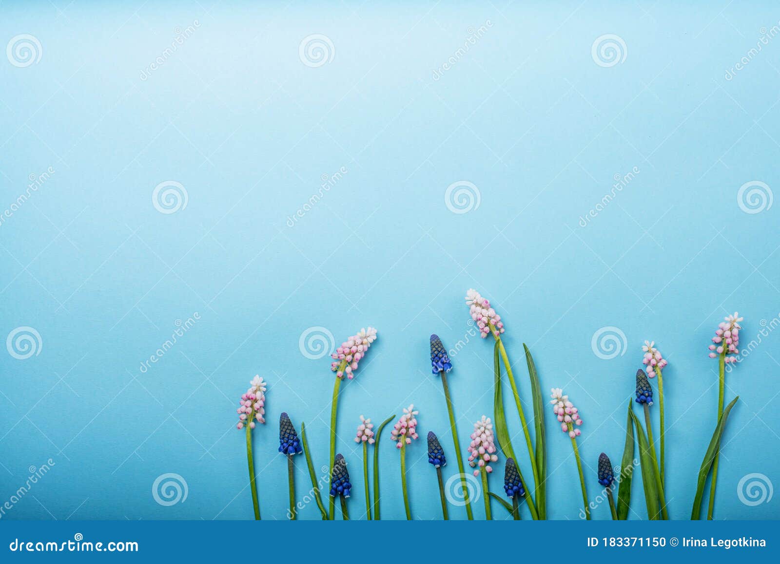 Blue Background for a Postcard with Flowers. Stock Photo - Image of ...
