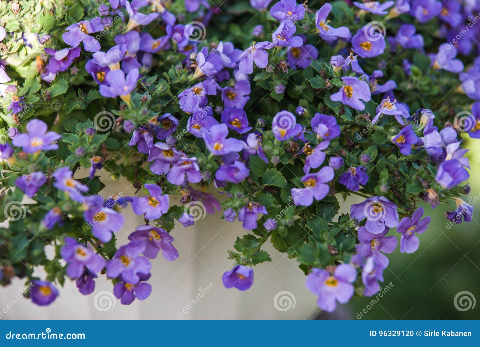 Blue bacopa stock photo. Image of chain, container, brachyscome - 96329120