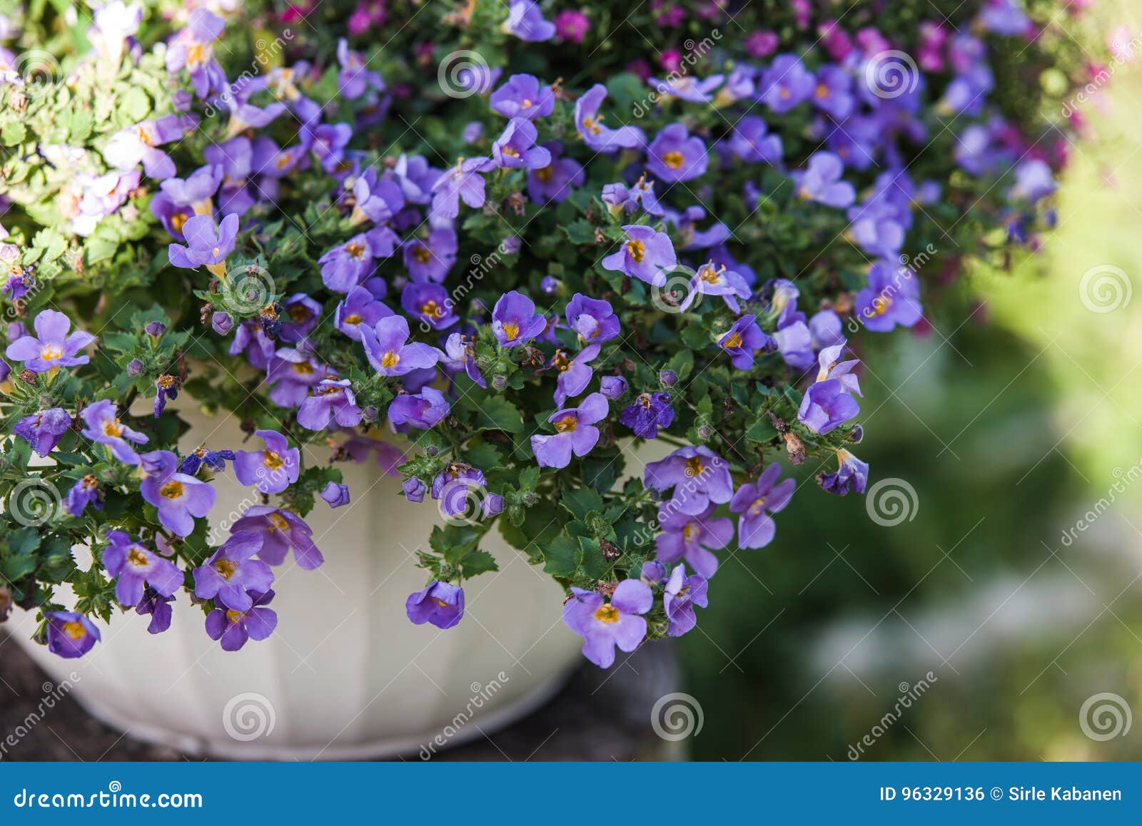 Blue bacopa stock photo. Image of color, bacopa, green - 96329136
