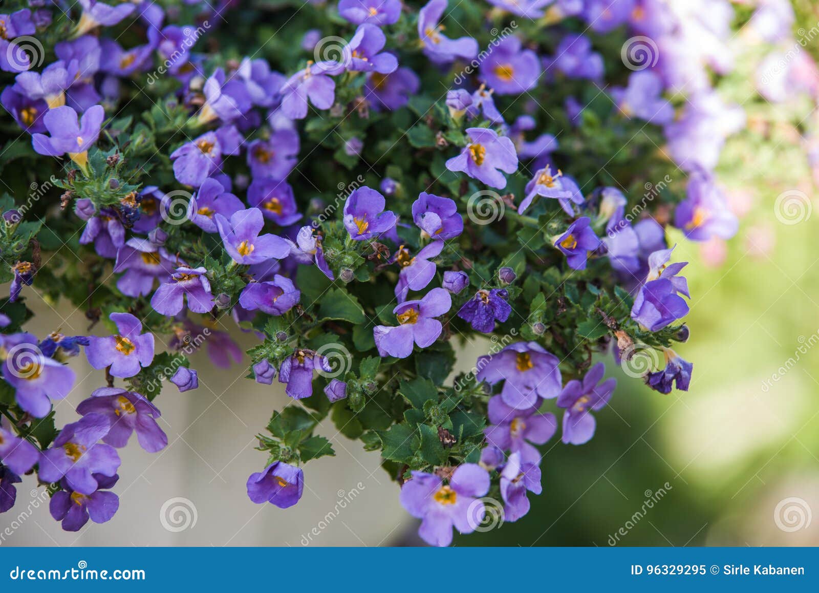 Blue bacopa stock image. Image of colorful, cultivated - 96329295