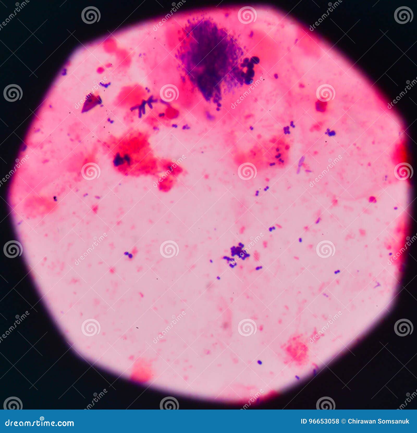 Bacteria Or Cells Under A Microscope. Multiplication Of Bacteria Or ...