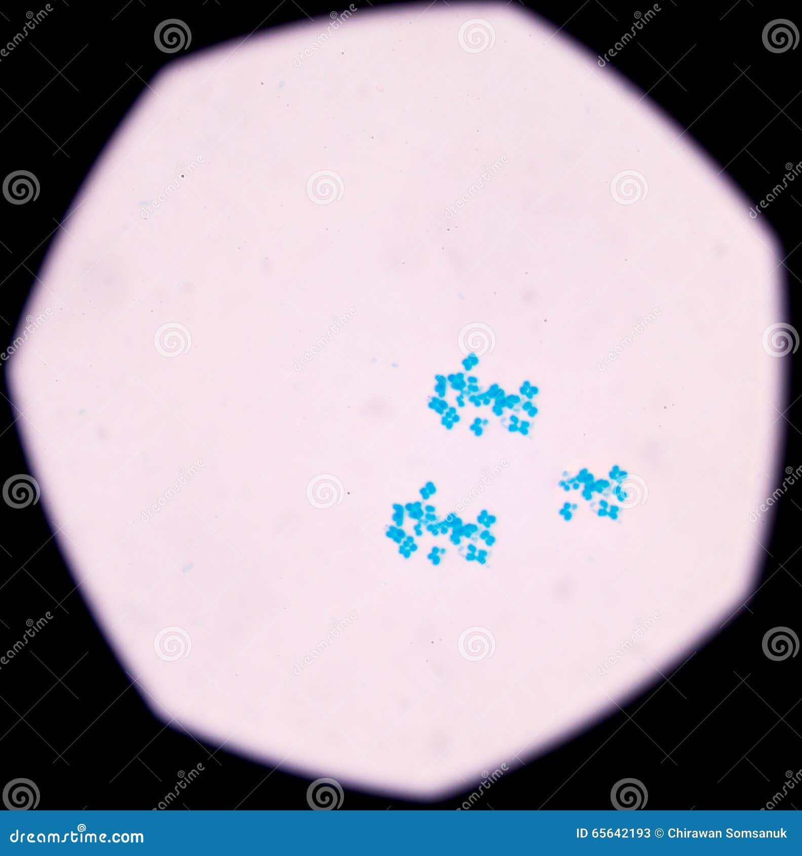 Blue bacteria stock image. Image of germs, bacteria, bacterial - 65642193