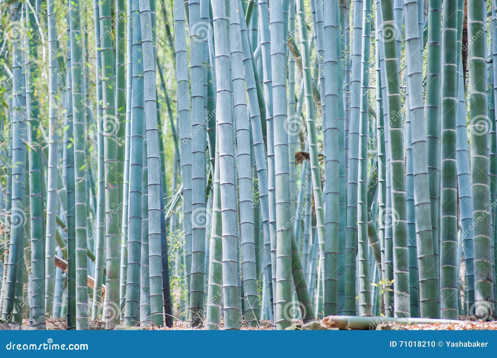 Blue Bamboo Trunks in the Forest Stock Photo - Image of botanical ...