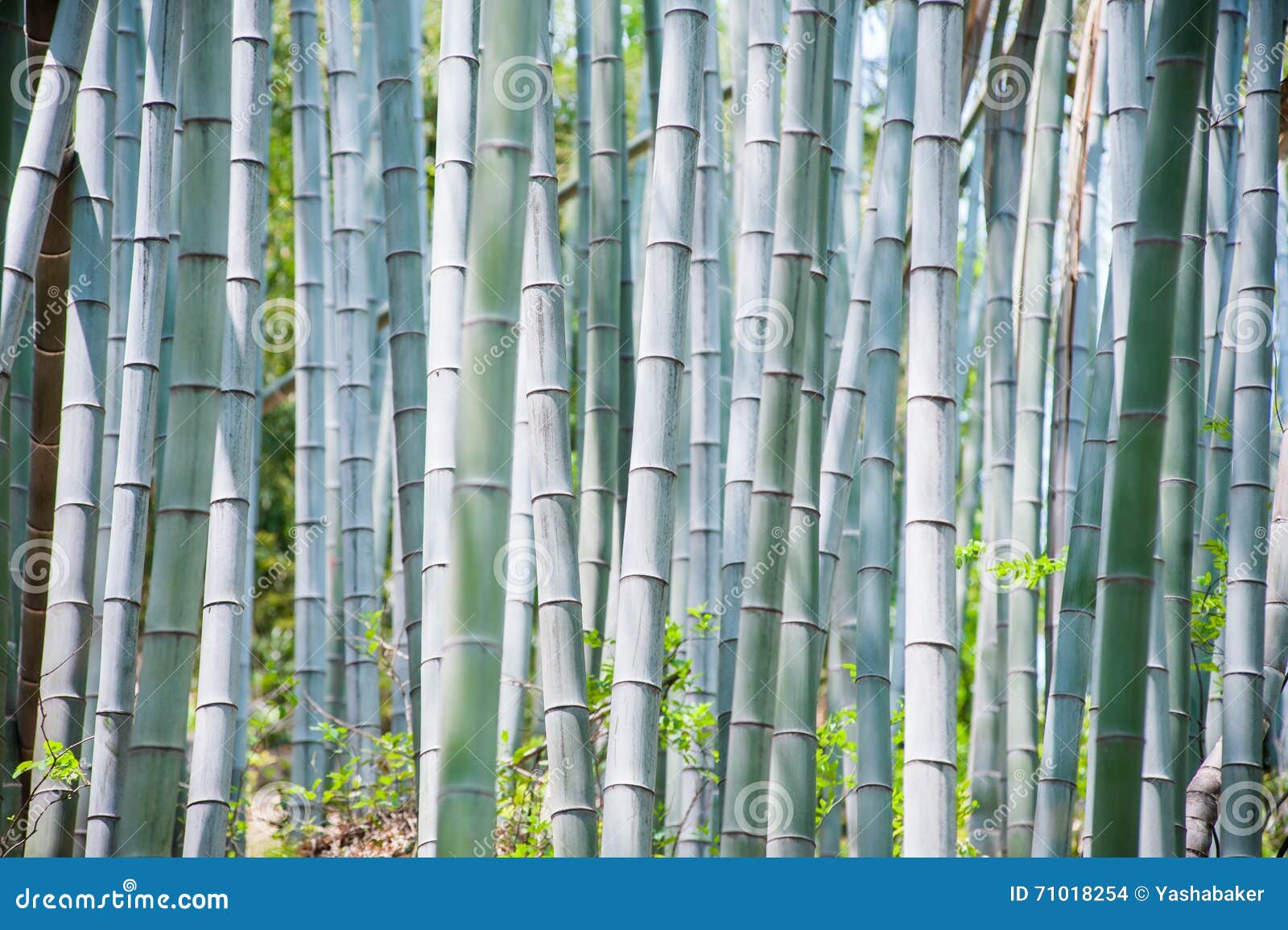 Blue Bamboo Trunks in the Forest Stock Photo - Image of plant, stalk ...