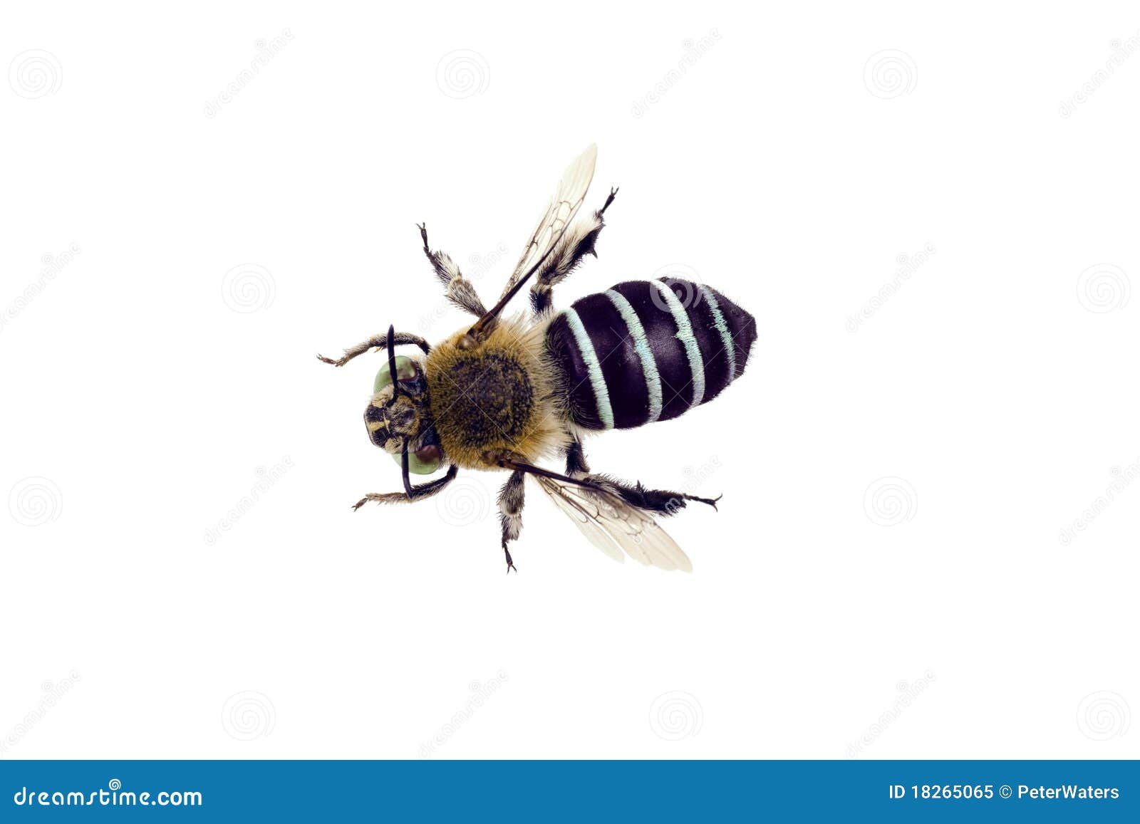 Blue Banded Bee stock image. Image of insects, wasp, buzz - 18265065