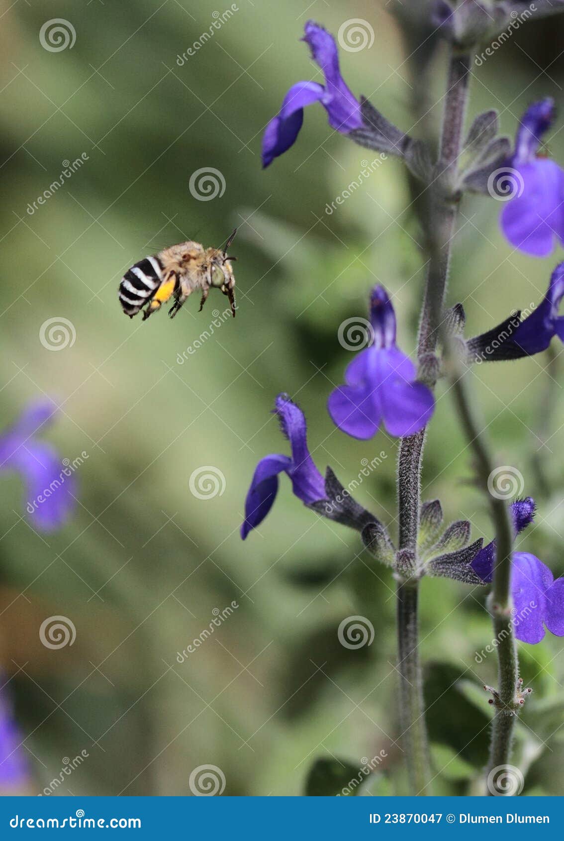 Blue banded Bee stock image. Image of insect, wildlife - 23870047
