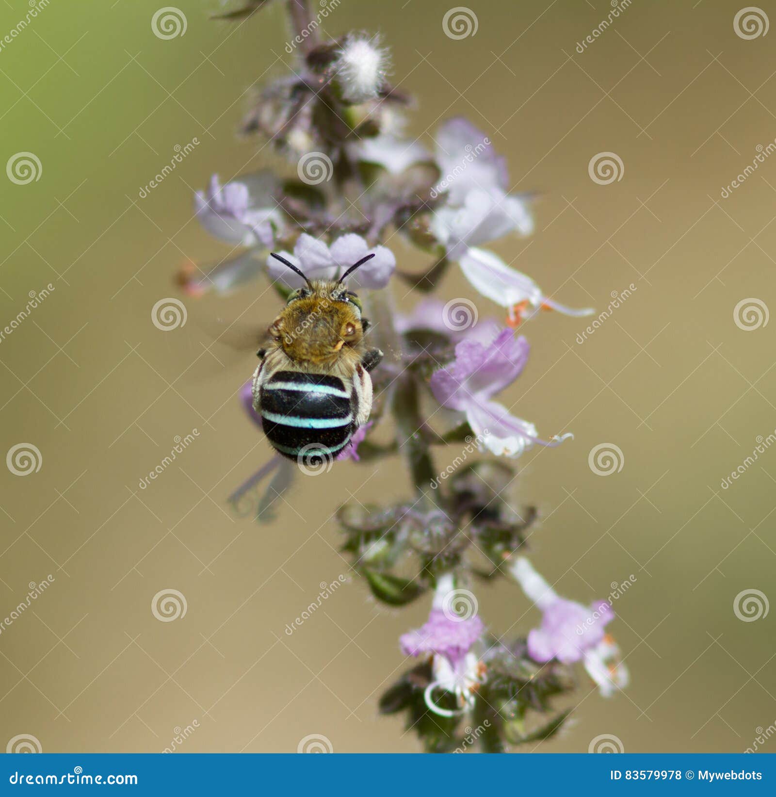 Blue Banded Bee on Basil stock photo. Image of summer - 83579978