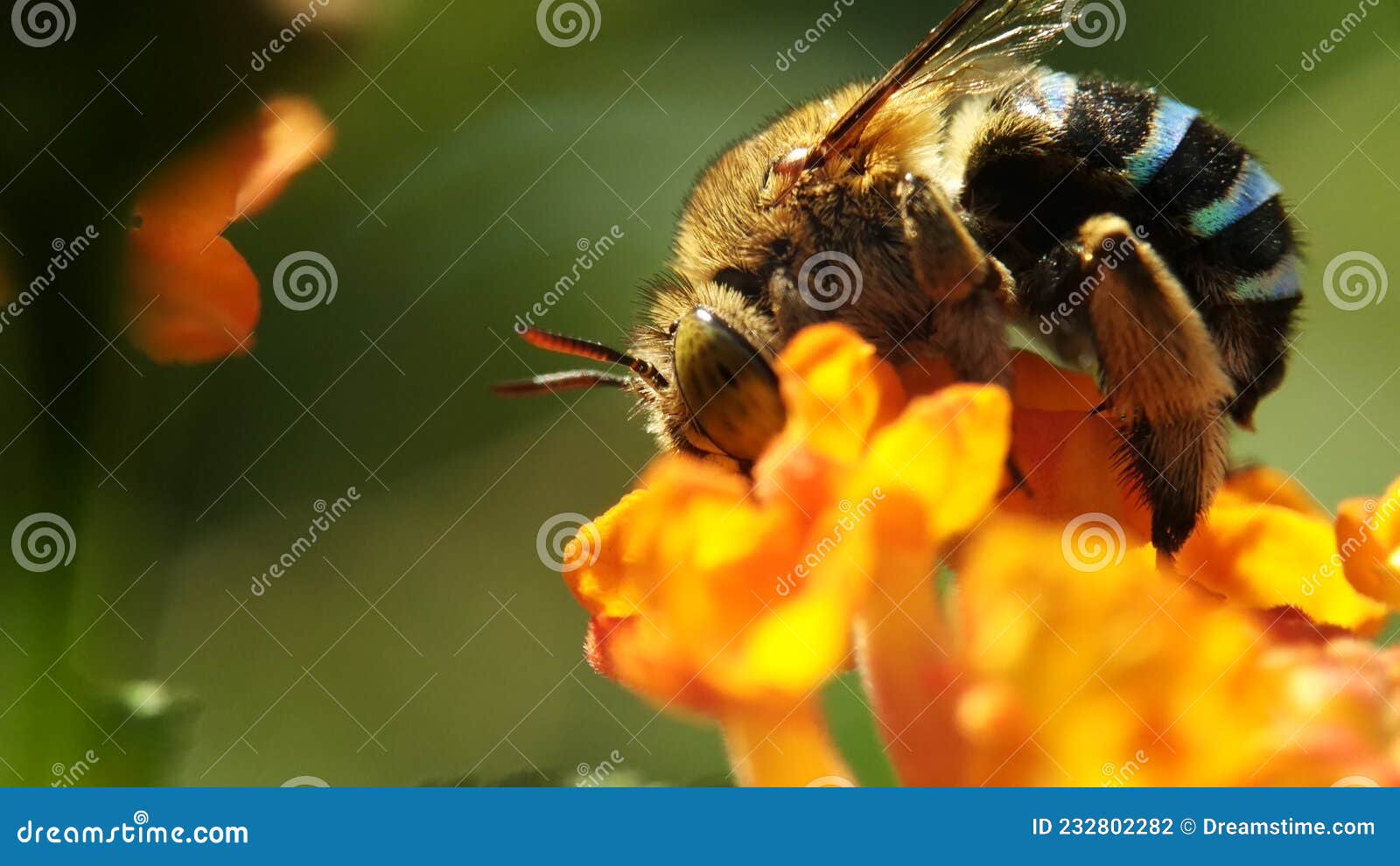 Blue Banded Bee stock photo. Image of bumblebee, animal - 232802282