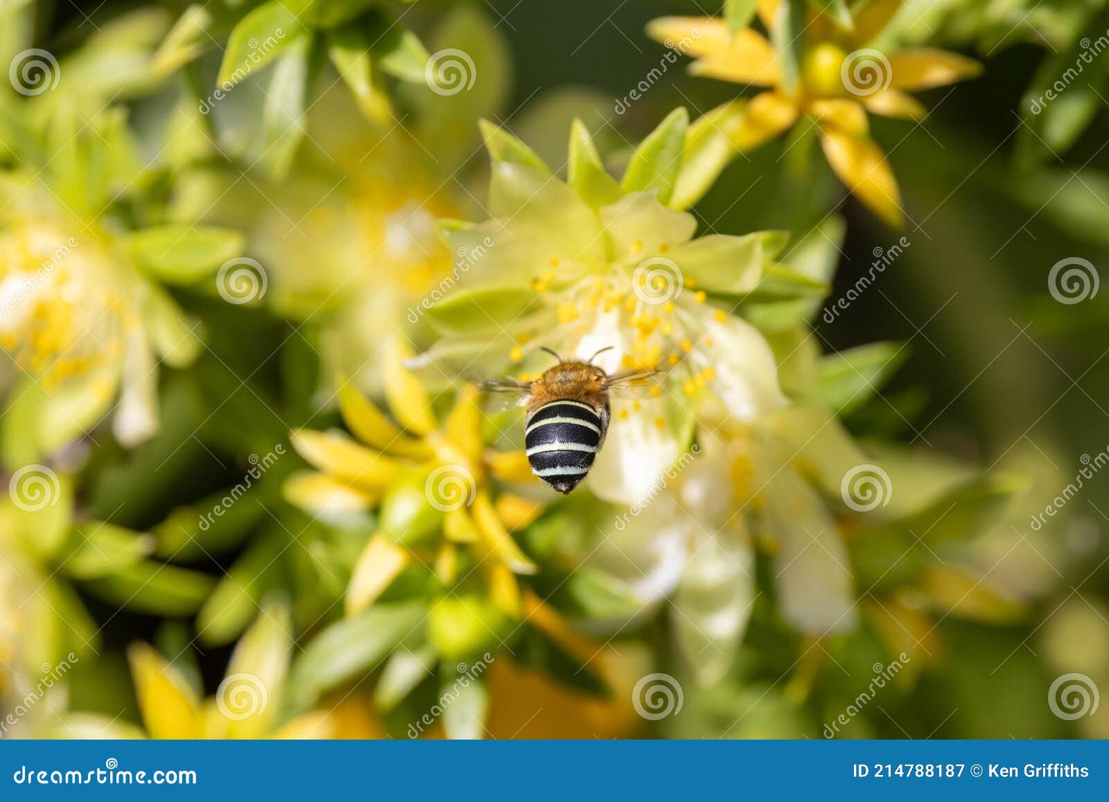 Blue Banded Bee stock image. Image of amegilla, nectar - 214788187