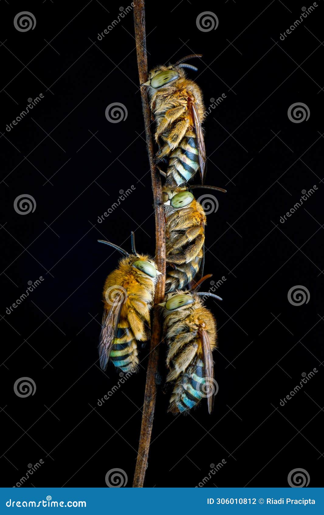 Blue Banded Bees Sleeping on the Twig Stock Photo - Image of blue ...