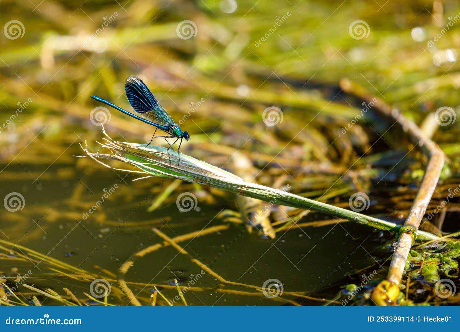Blue Banded Dragonfly at a River Stock Photo - Image of perch, metallic ...