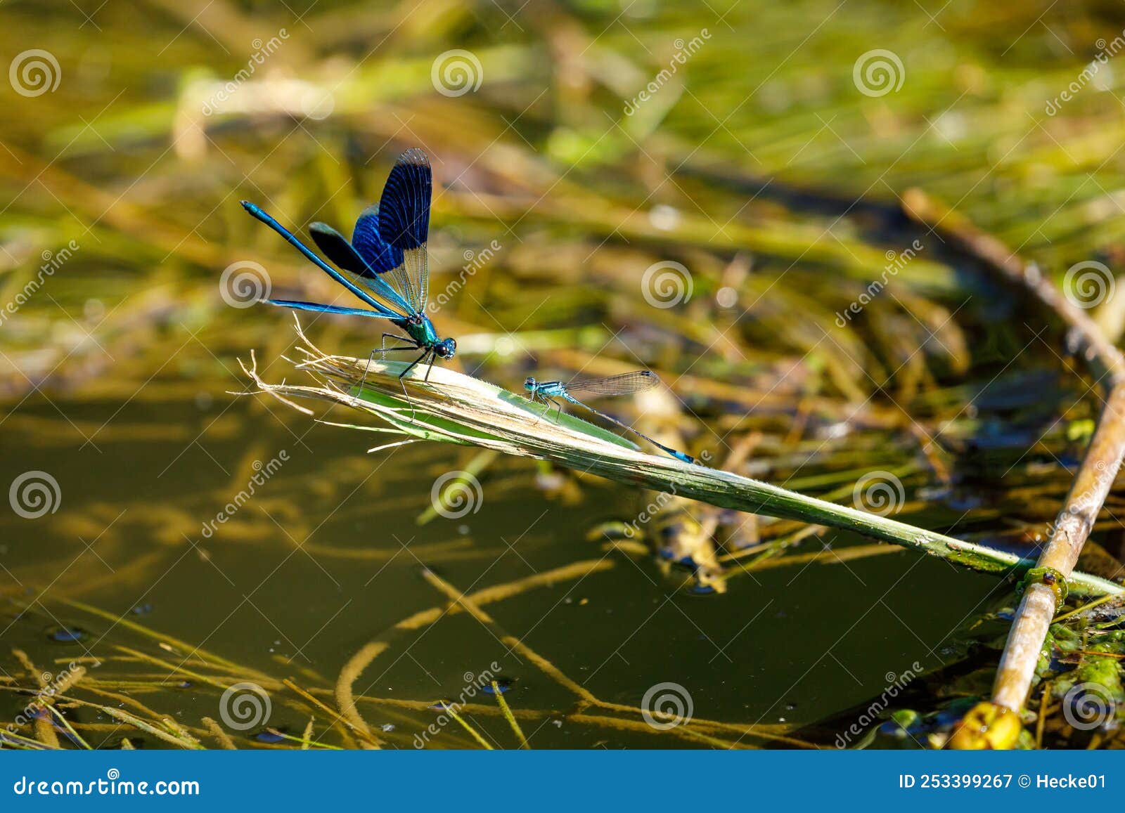 Blue Banded Dragonfly at a River Stock Image - Image of odonata, sheen ...