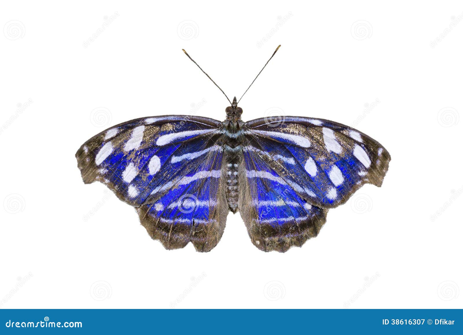 Blue-banded Purplewing Butterfly Stock Image - Image of butterfly ...